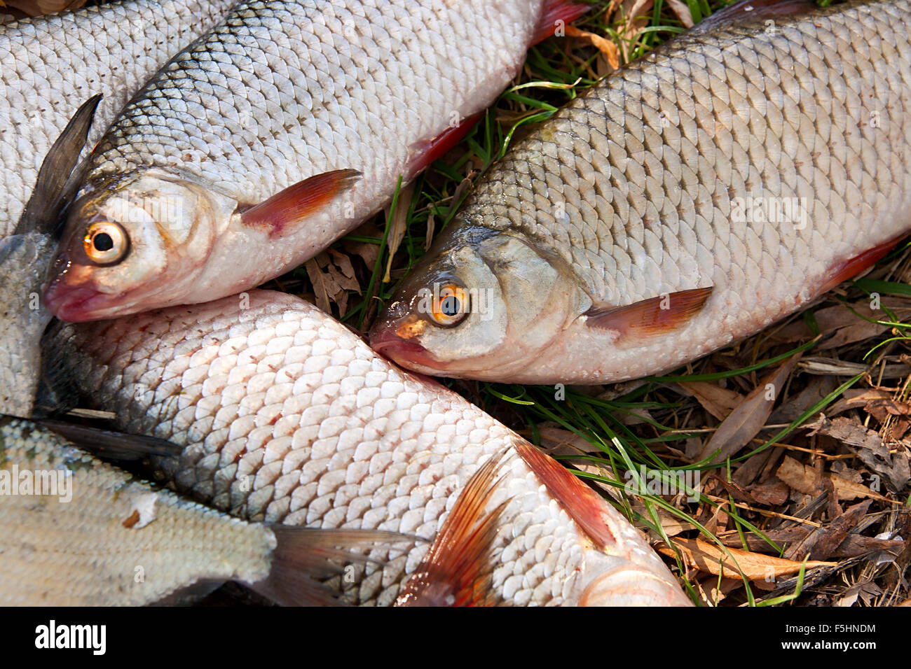 Pile of freshwater roach fish as background. Several of roach fish on ...