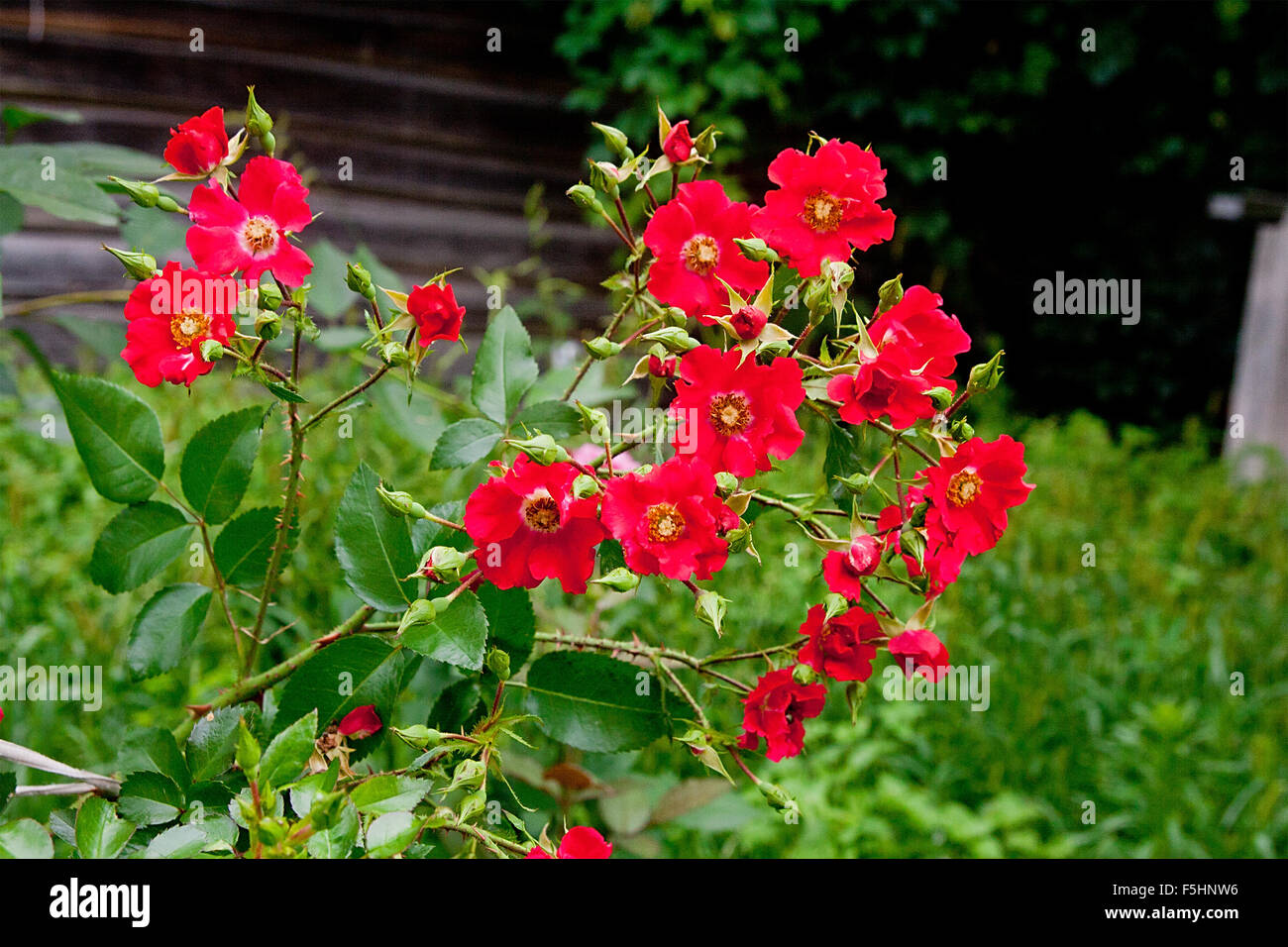 Alberta wild rose hi-res stock photography and images - Alamy