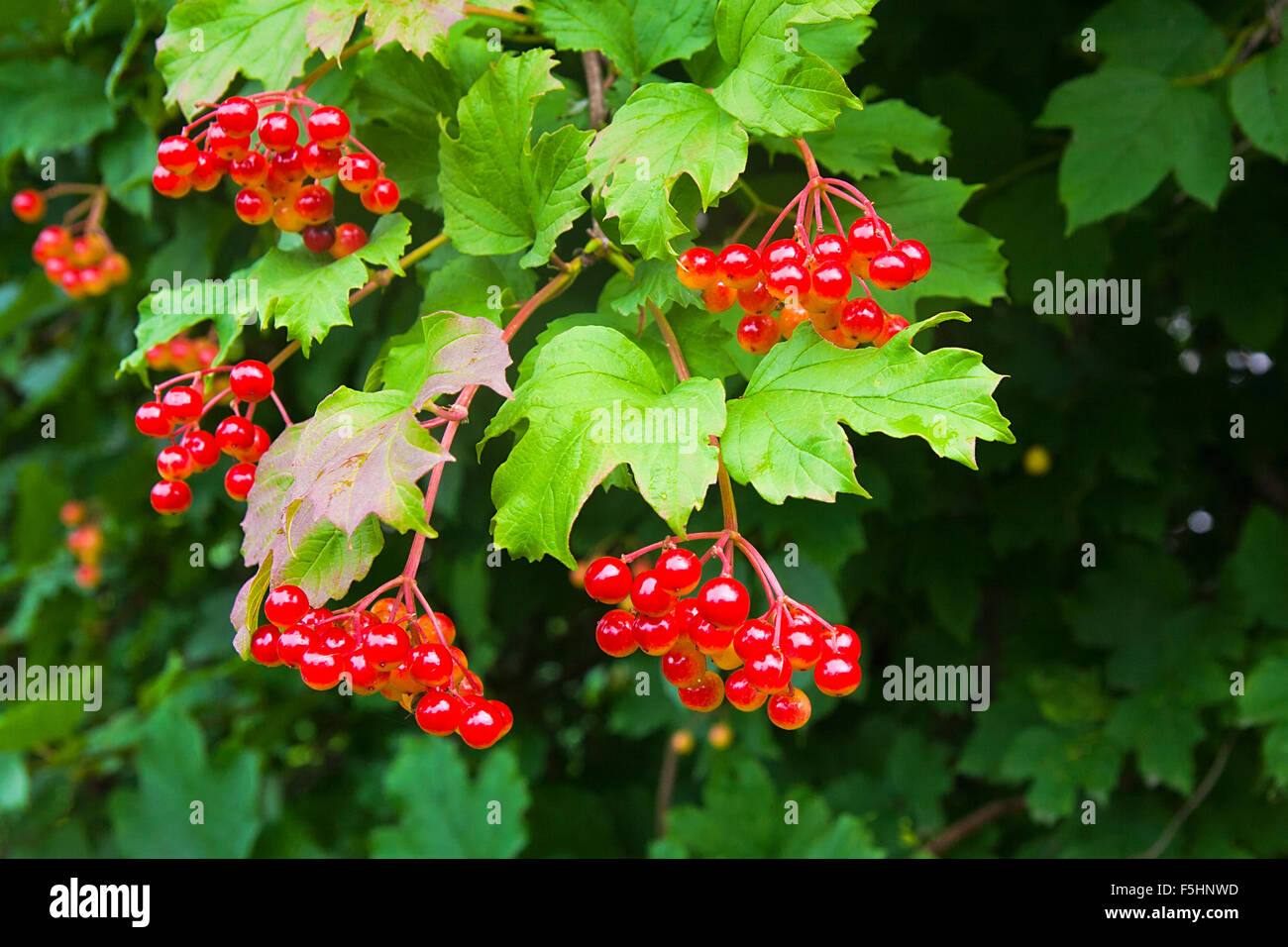 Elder berry tree hi-res stock photography and images - Alamy