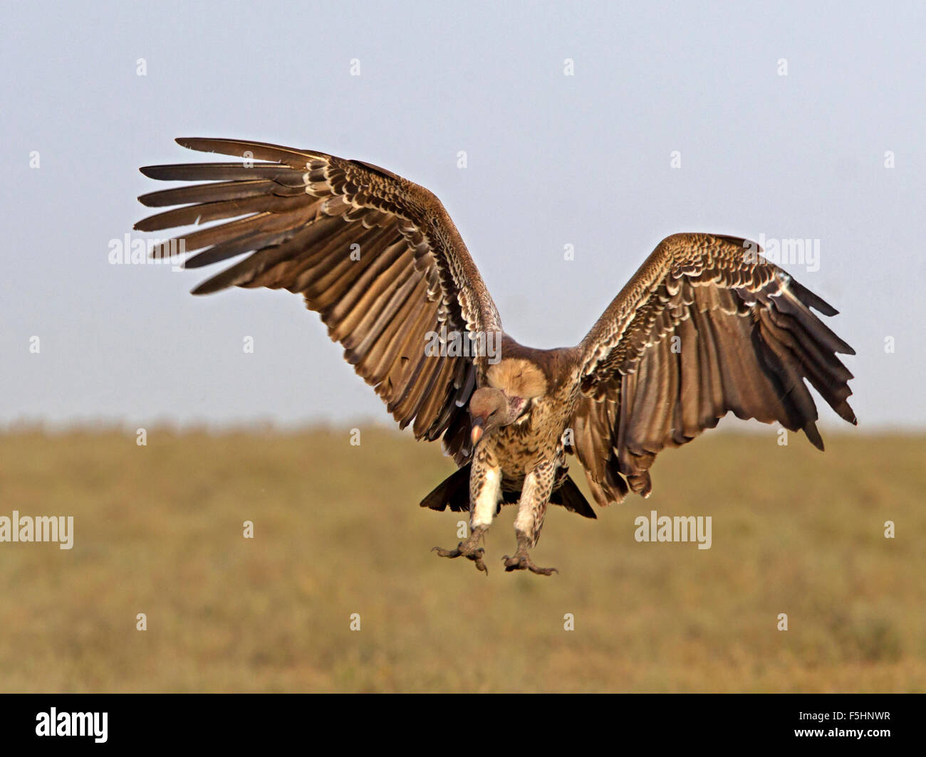 Lappet-faced vulture landing Stock Photo - Alamy