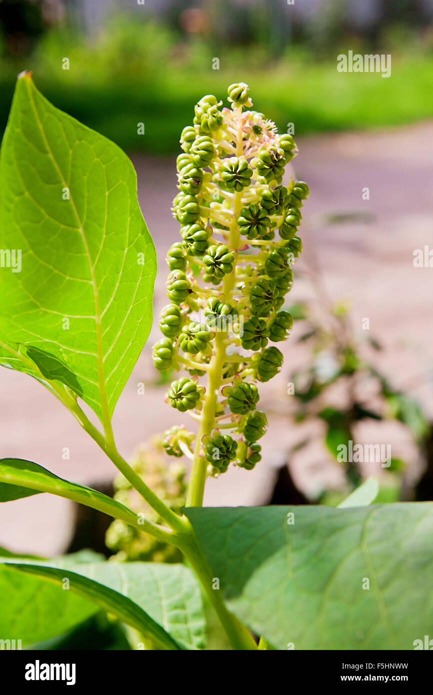 Poke weed or poke berry foliage and fruit. Poke weed or poke berry on ...