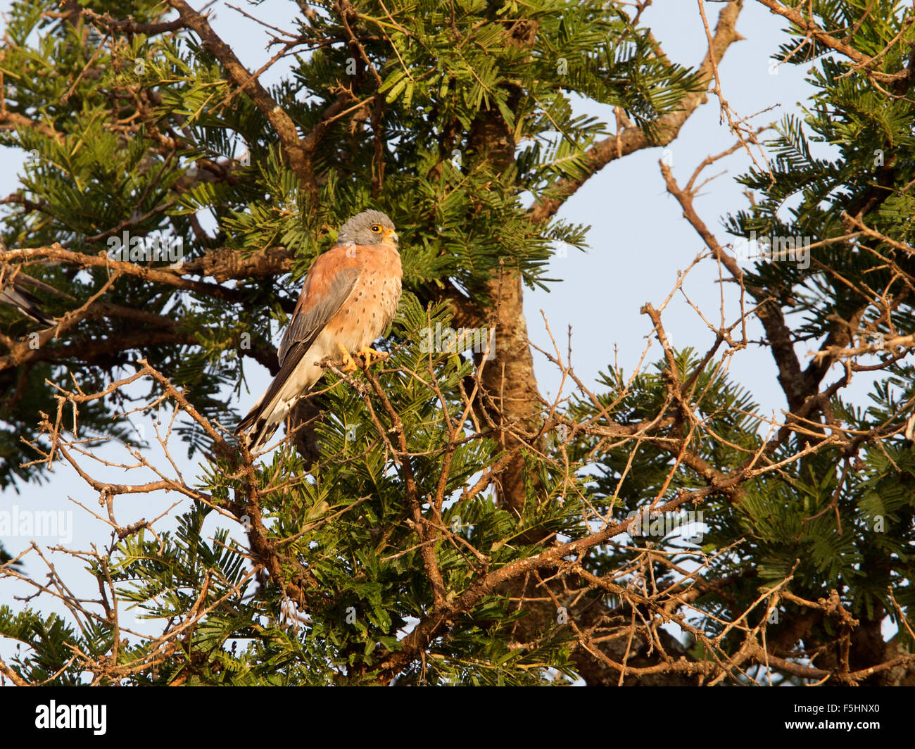 Male lesser kestrel perched in tree Stock Photo - Alamy