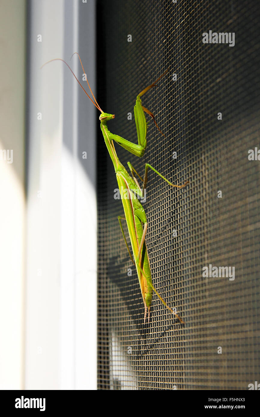 Praying Mantis insect in nature as a symbol of green natural ...