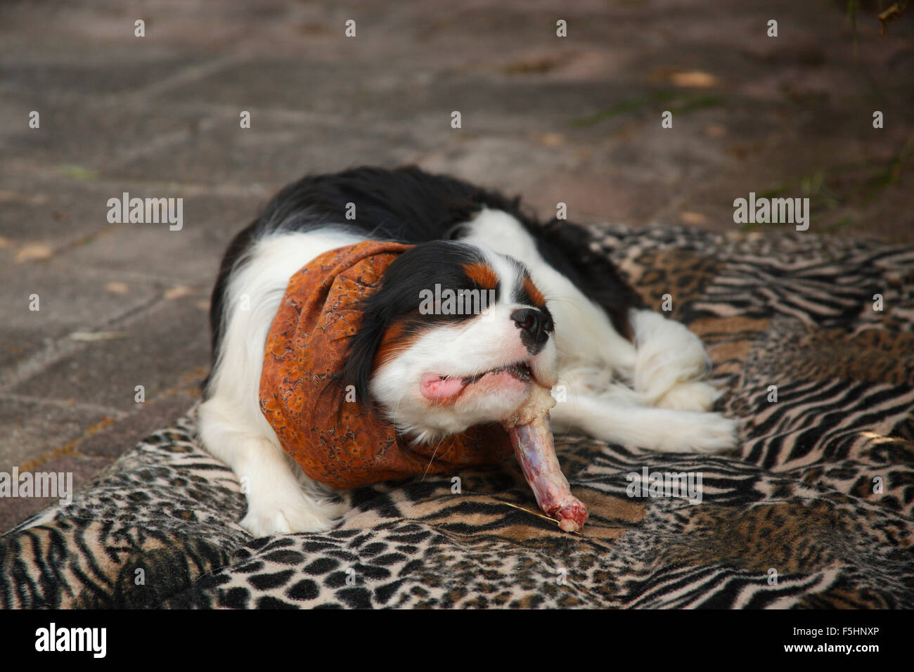 Cavalier King Charles Spaniel, tricolour, 10 months, eating raw duck ...