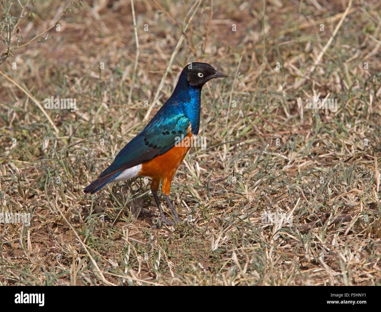 Superb starling hi-res stock photography and images - Alamy