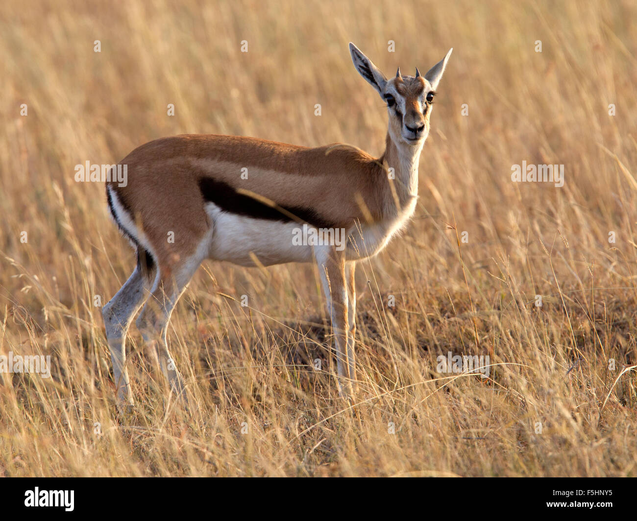 Gazella thompsonii hi-res stock photography and images - Alamy