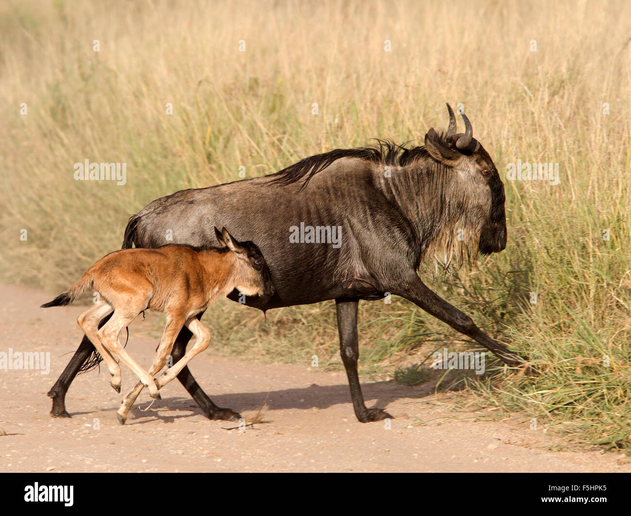 Gnu running hi-res stock photography and images - Alamy