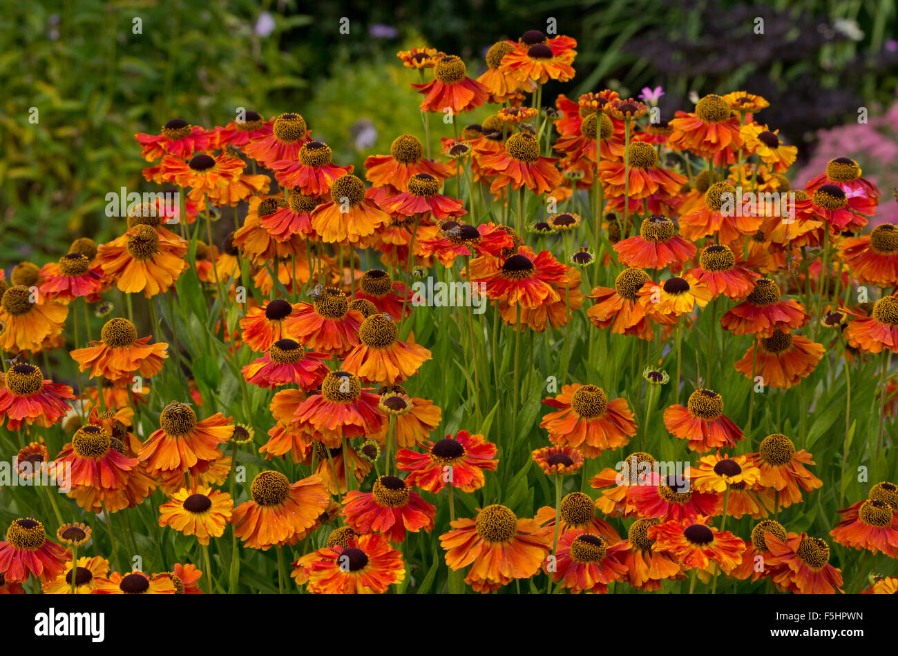 Helenium Sahins Early Flowerer Stock Photo - Alamy