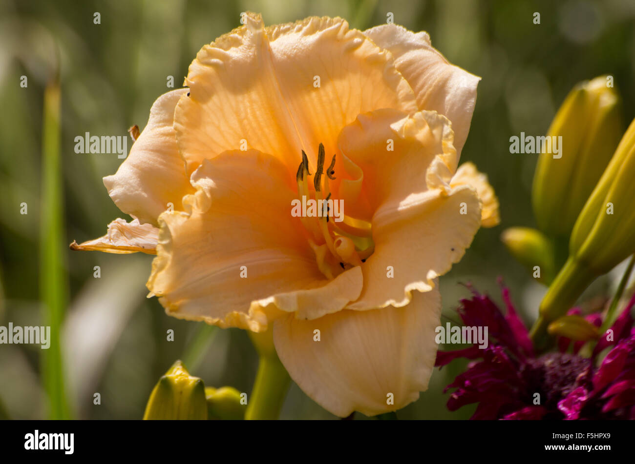 Hemerocallis Michelle Coe Stock Photo - Alamy