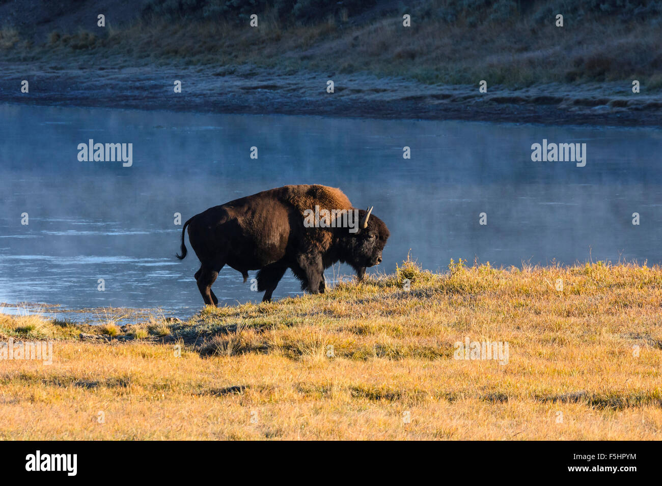 American Bison (buffalo), Bison bison, Hayden Valley, Yellowstone ...