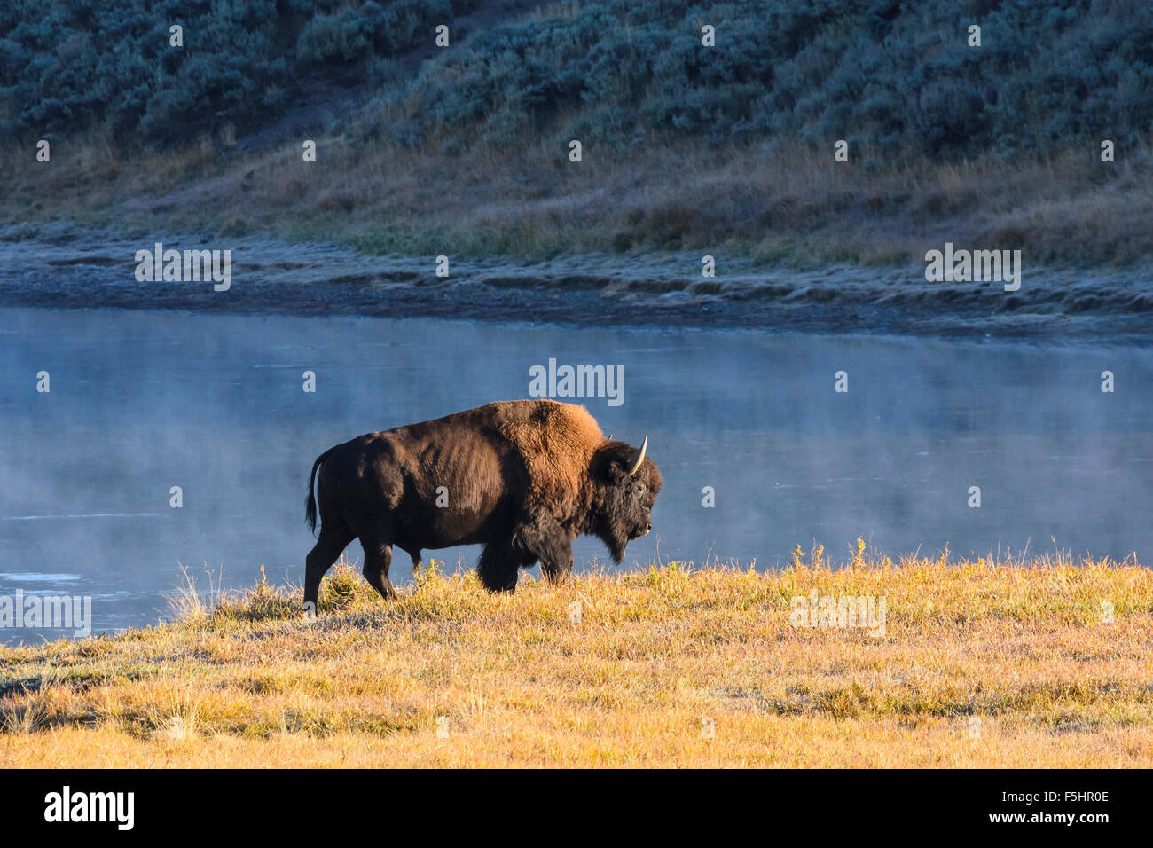 American Bison (buffalo), Bison bison, Hayden Valley, Yellowstone ...