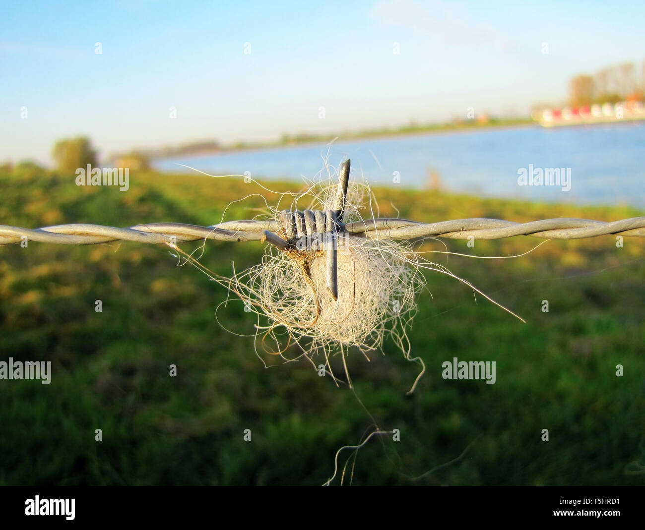 Ewe Fence High Resolution Stock Photography and Images - Alamy