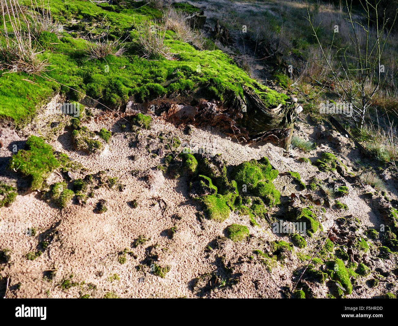 Growing on moss hi-res stock photography and images - Alamy