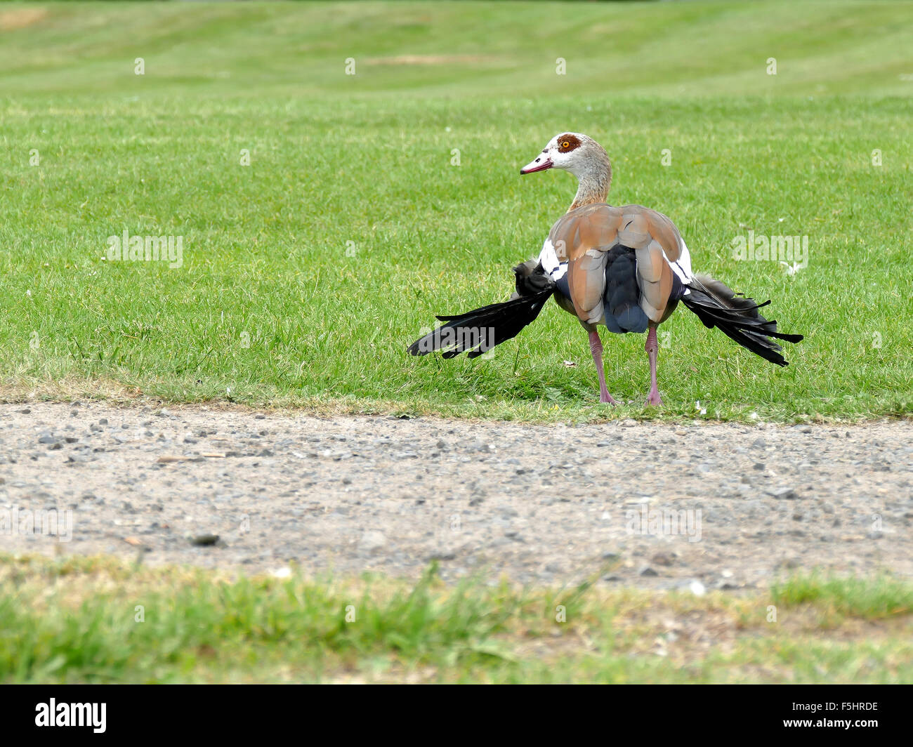 Feathers and goose hi-res stock photography and images - Alamy