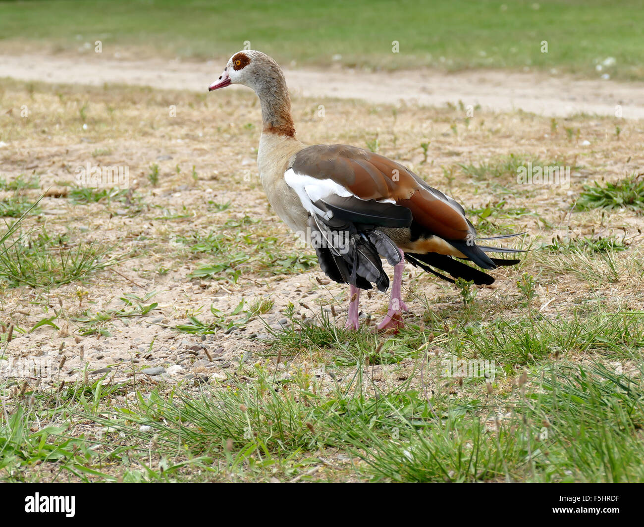 Injured geese hi-res stock photography and images - Alamy