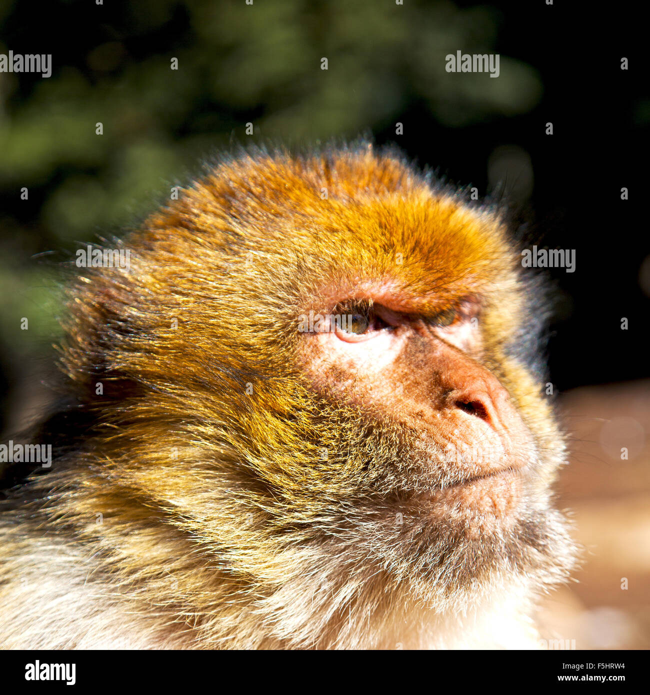 old monkey in africa morocco and natural background fauna close up ...