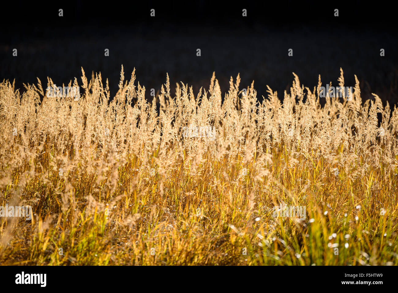 Backlit grasses hi-res stock photography and images - Alamy