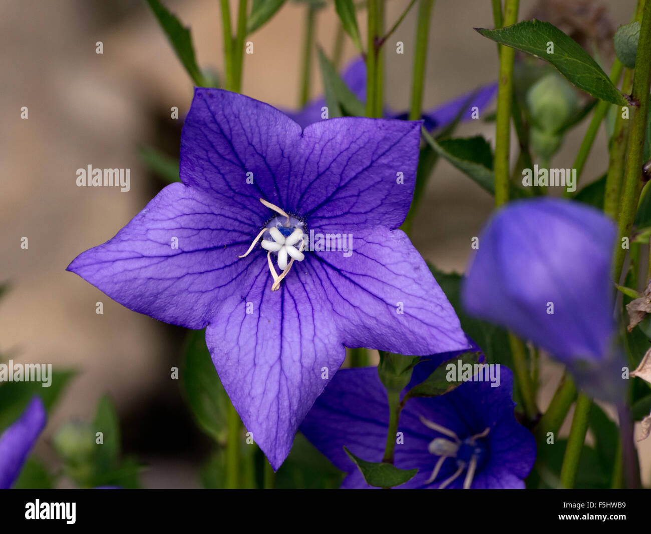 Platycodon granfiflorus Mariesii Stock Photo - Alamy
