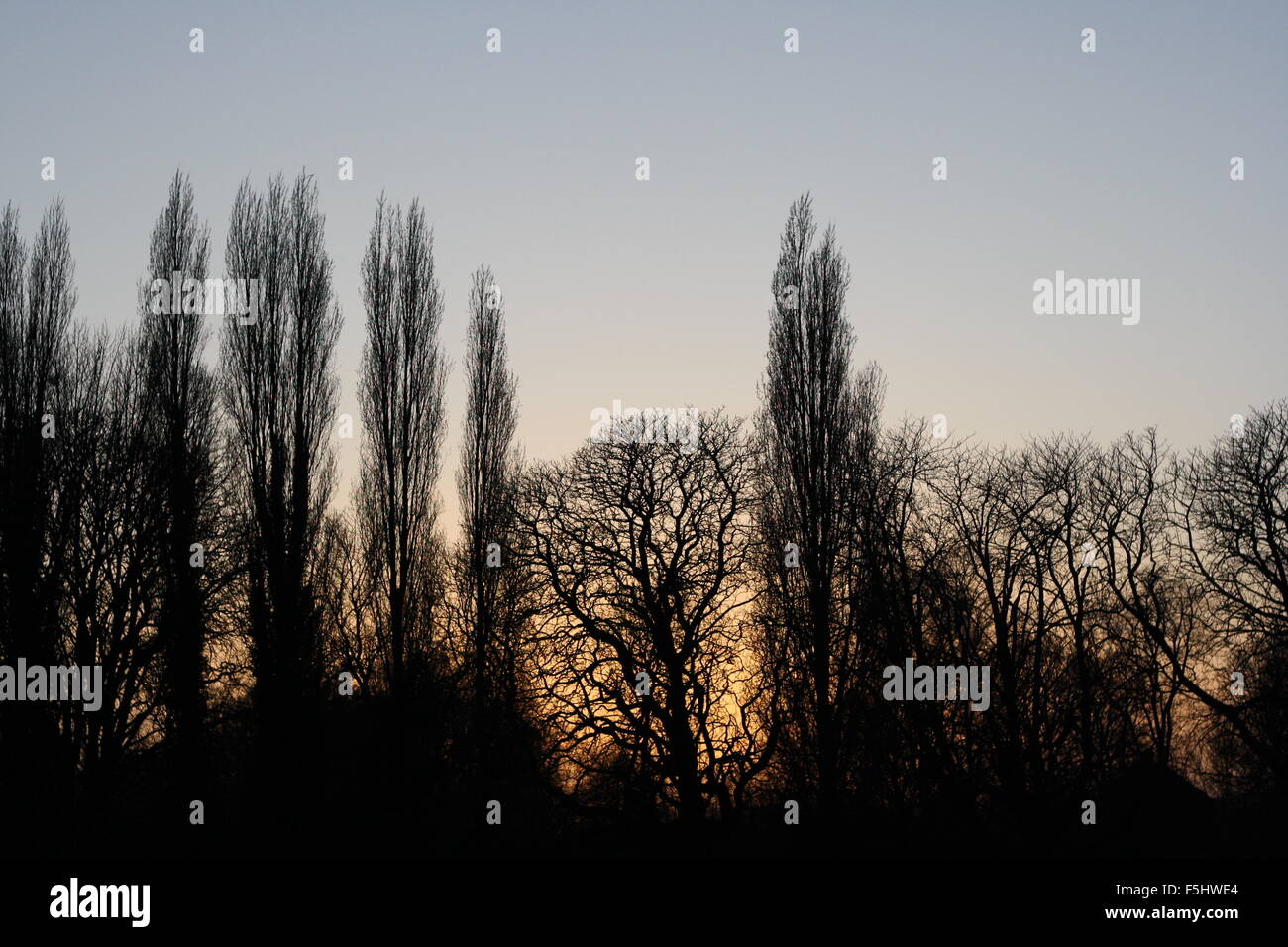 Profile of trees Stock Photo - Alamy