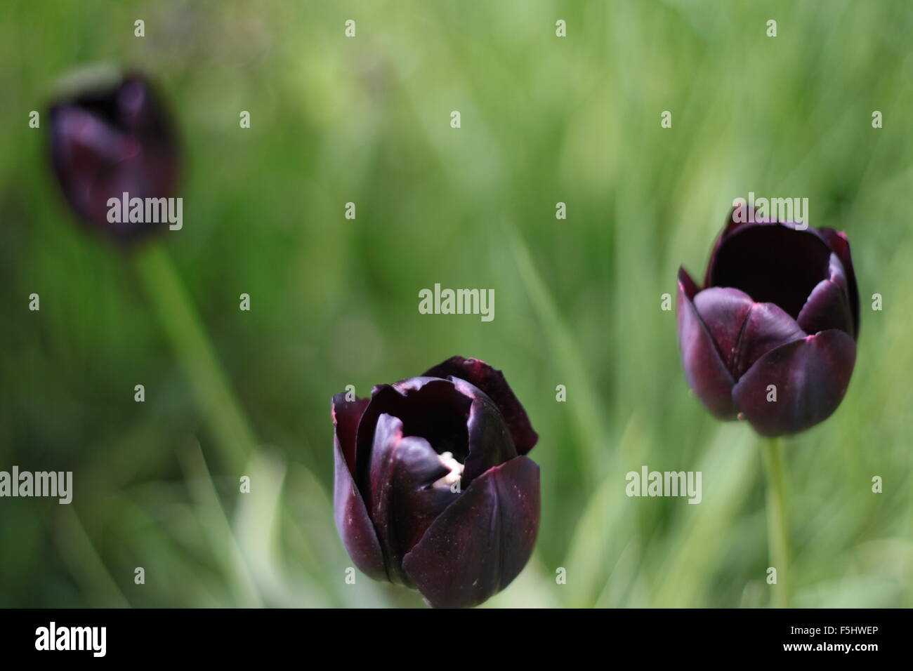 Dark purple black tulip hi-res stock photography and images - Alamy