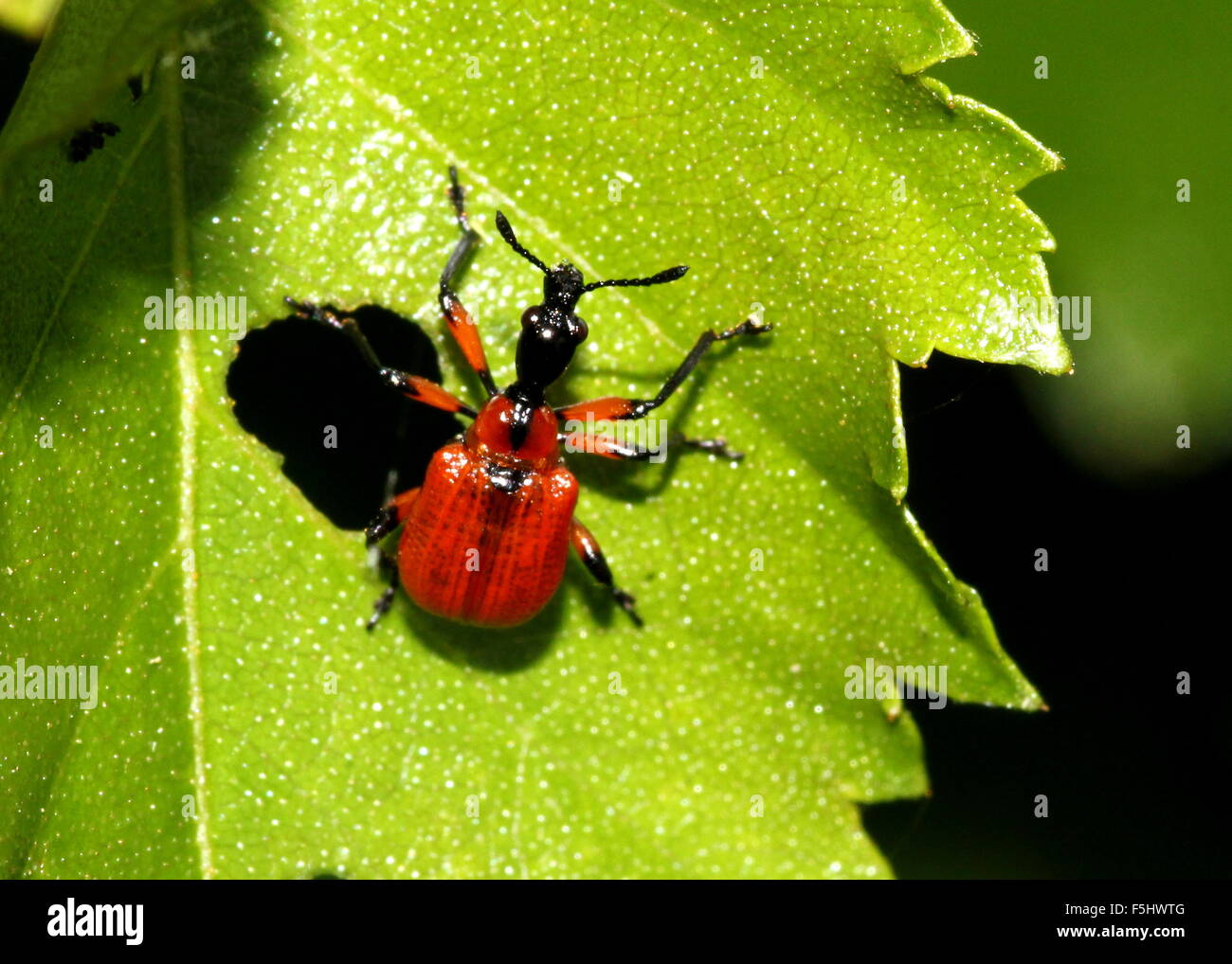 European Hazel Leaf Roller Weevil (Apoderus coryli) posing on a leaf ...