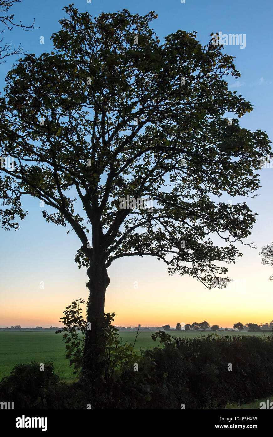 Tree at sunset Stock Photo - Alamy