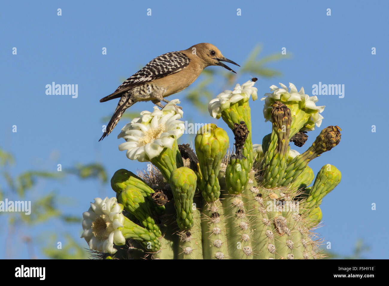 Desert bird eating cactus hi-res stock photography and images - Alamy