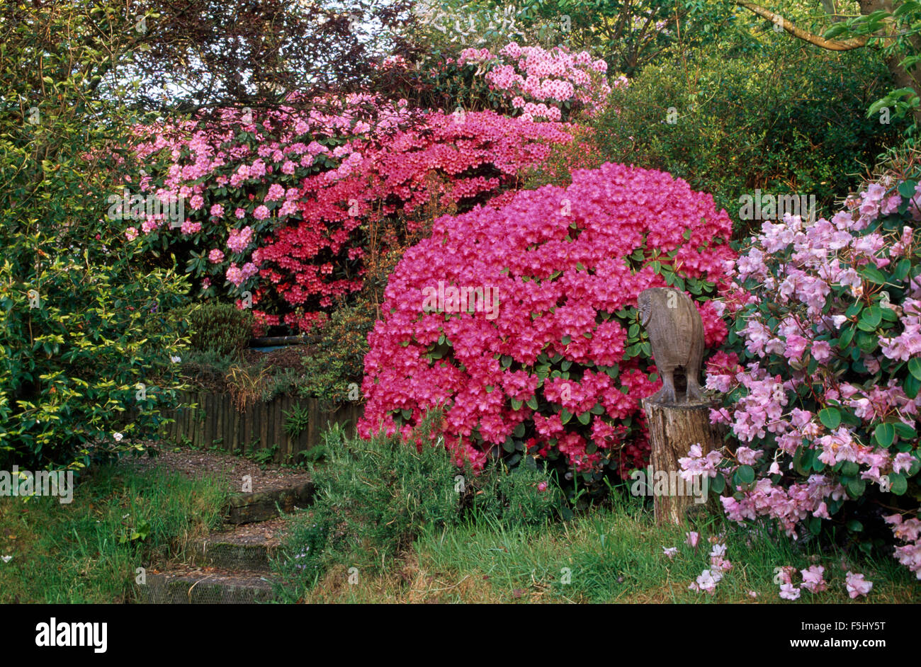 A variety of pink rhododendrons and azaleas in a shrub border Stock ...