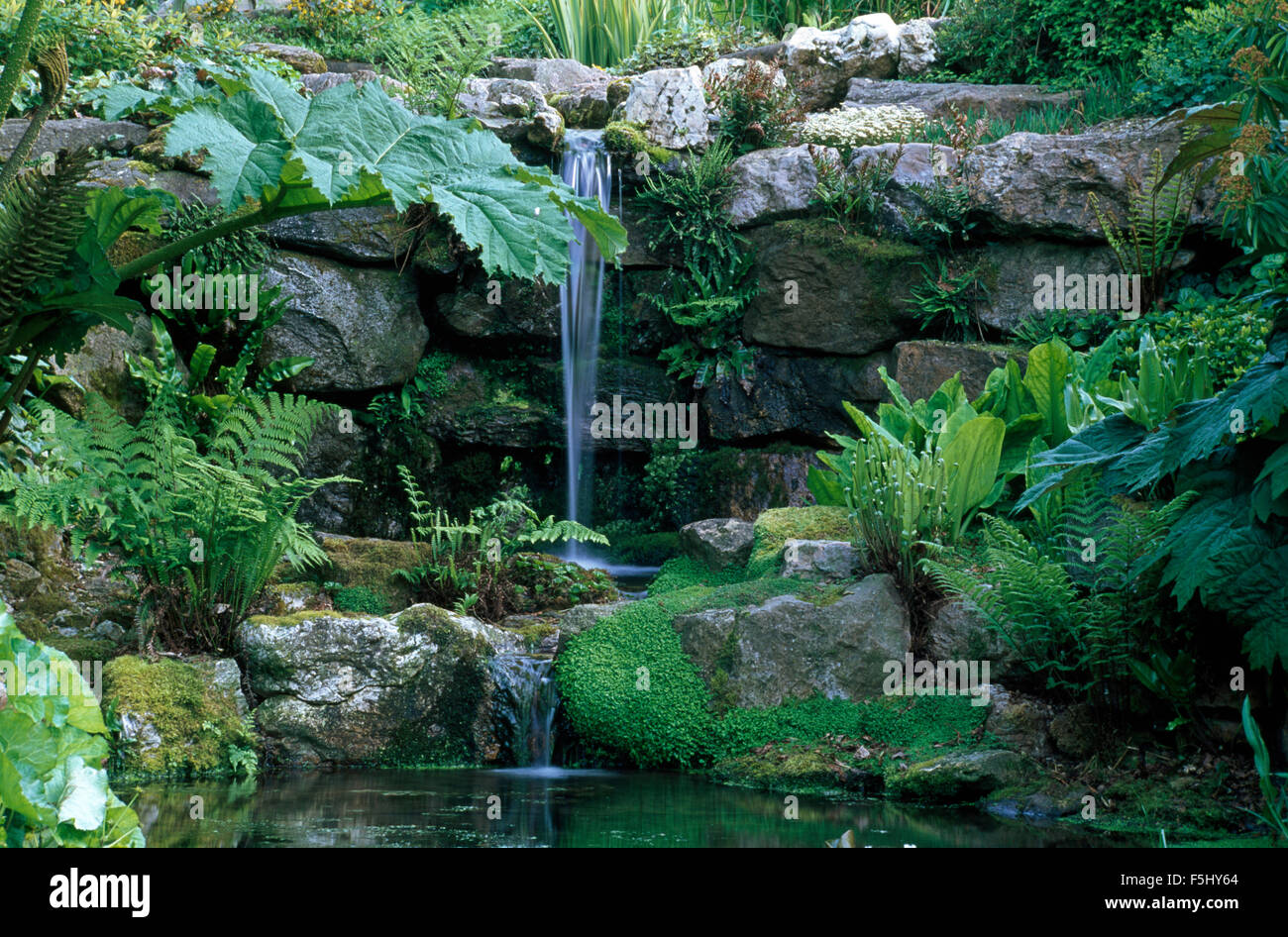 Uk garden ferns on rocks hi-res stock photography and images - Alamy