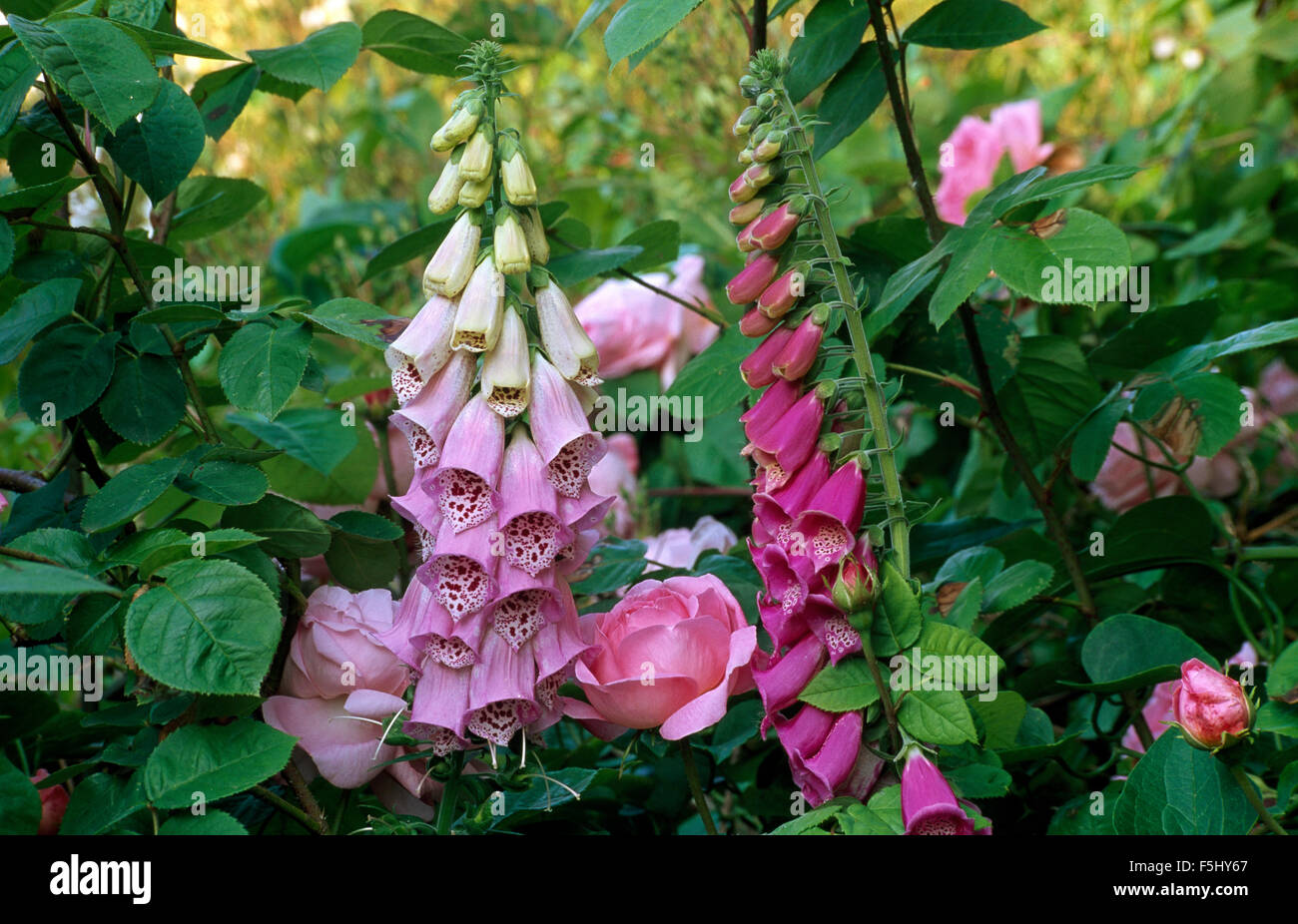 Pale foxgloves hi-res stock photography and images - Alamy