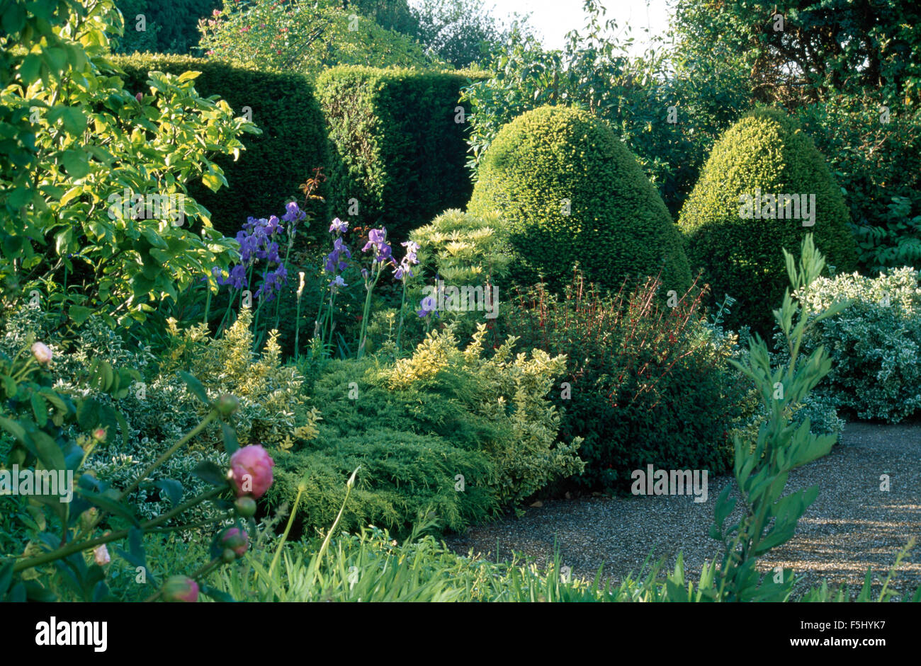 Blue iris and a low growing, horizontal conifer in a large country ...