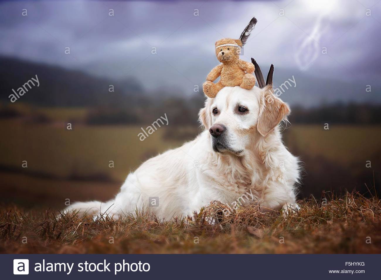 American Golden Retriever High Resolution Stock Photography and Images ...