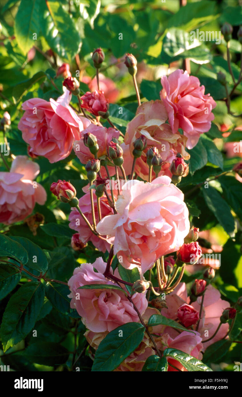 Queen elizabeth close up hi-res stock photography and images - Alamy