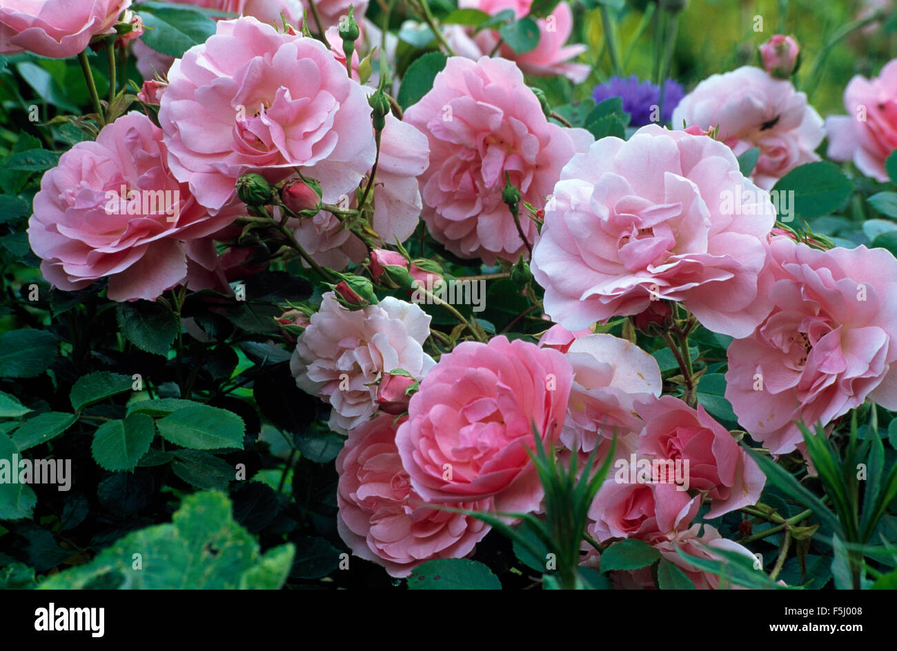 Close-up of Rosa "Queen Elizabeth Stock Photo - Alamy