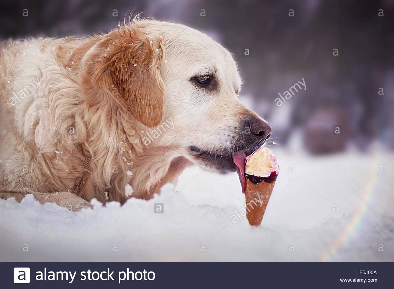 Animals Eating Ice Cream Stock Photos & Animals Eating Ice Cream Stock ...
