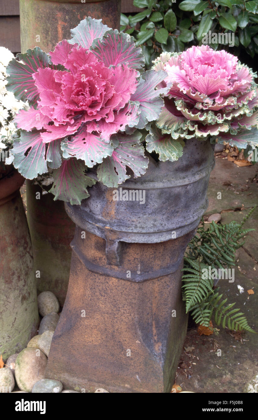 Ornamental cabbages pot hi-res stock photography and images - Alamy