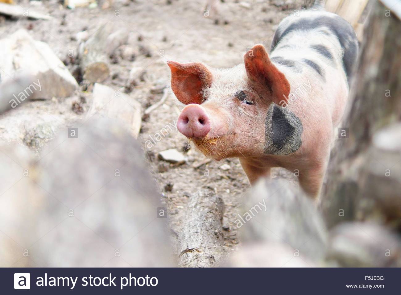 Pig Animal Stock Photos & Pig Animal Stock Images - Alamy