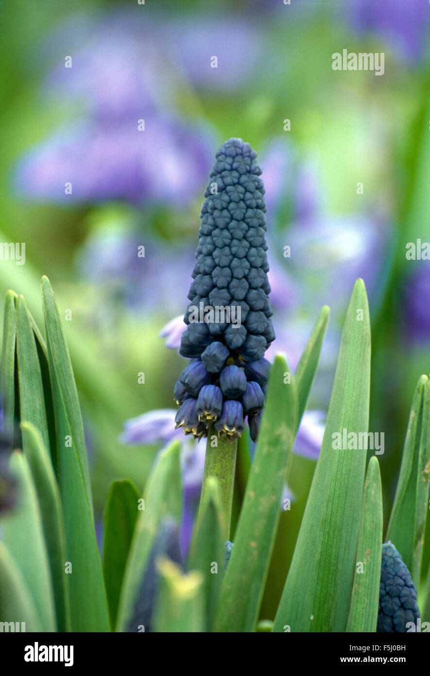 Blue muscari hi-res stock photography and images - Alamy