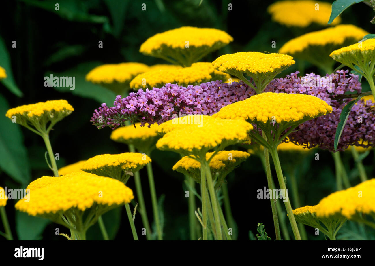 Achillea yellow hi-res stock photography and images - Alamy