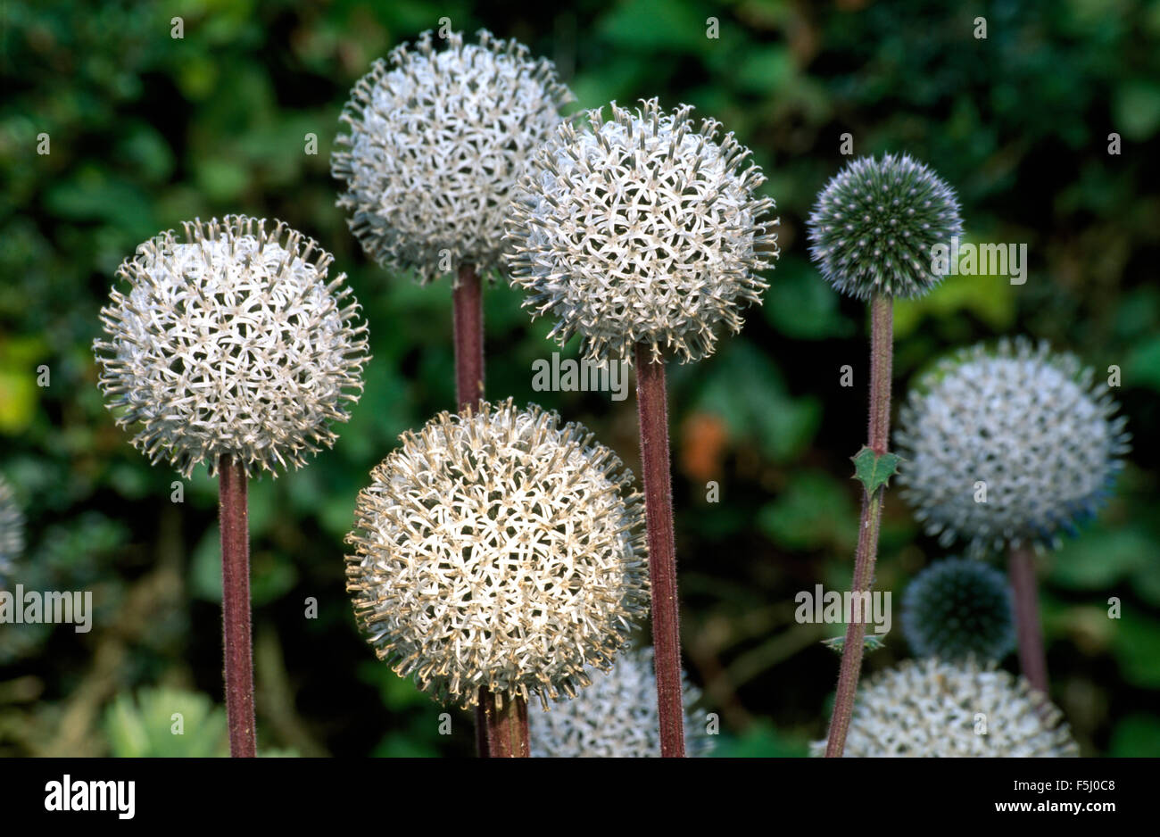 Echinops hi-res stock photography and images - Alamy
