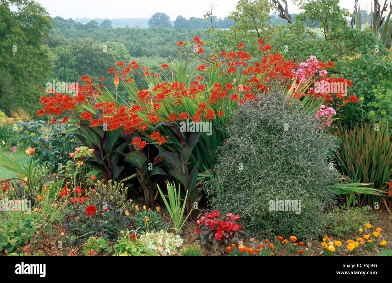 Tall red Crocosmia Lucifer in summer border in large country garden ...
