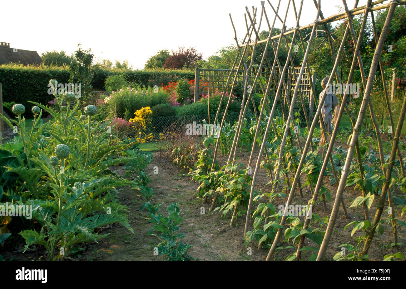 Globe artichokes and a row of bean sticks with runner beans in large ...