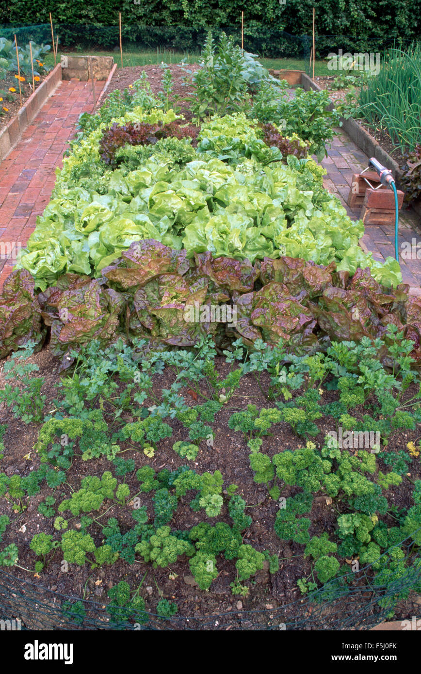 Country vegetable garden hi-res stock photography and images - Alamy