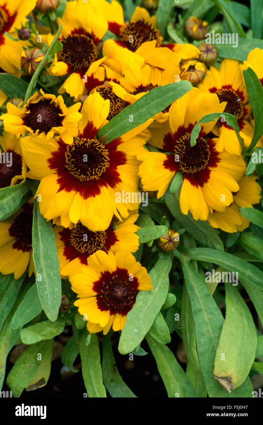 Yellow coreopsis hi-res stock photography and images - Alamy