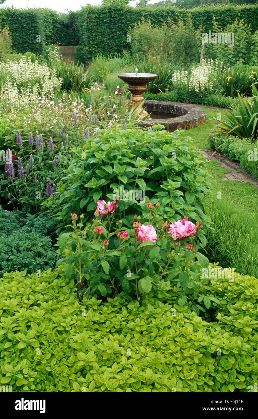 Rosa Mundi rose under-planted with low shrubs in border of a large ...