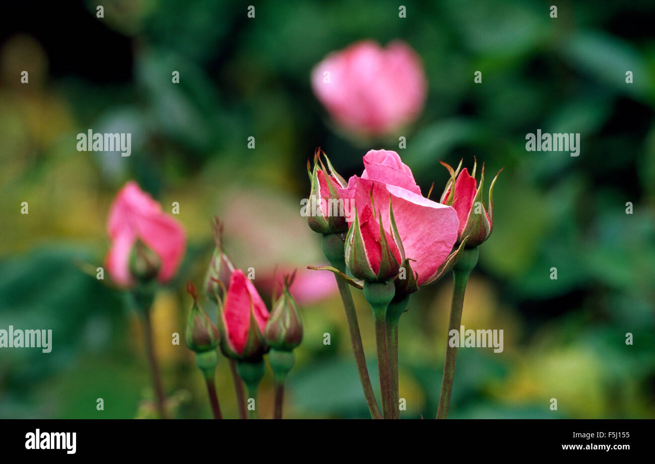 Rosebuds hi-res stock photography and images - Alamy