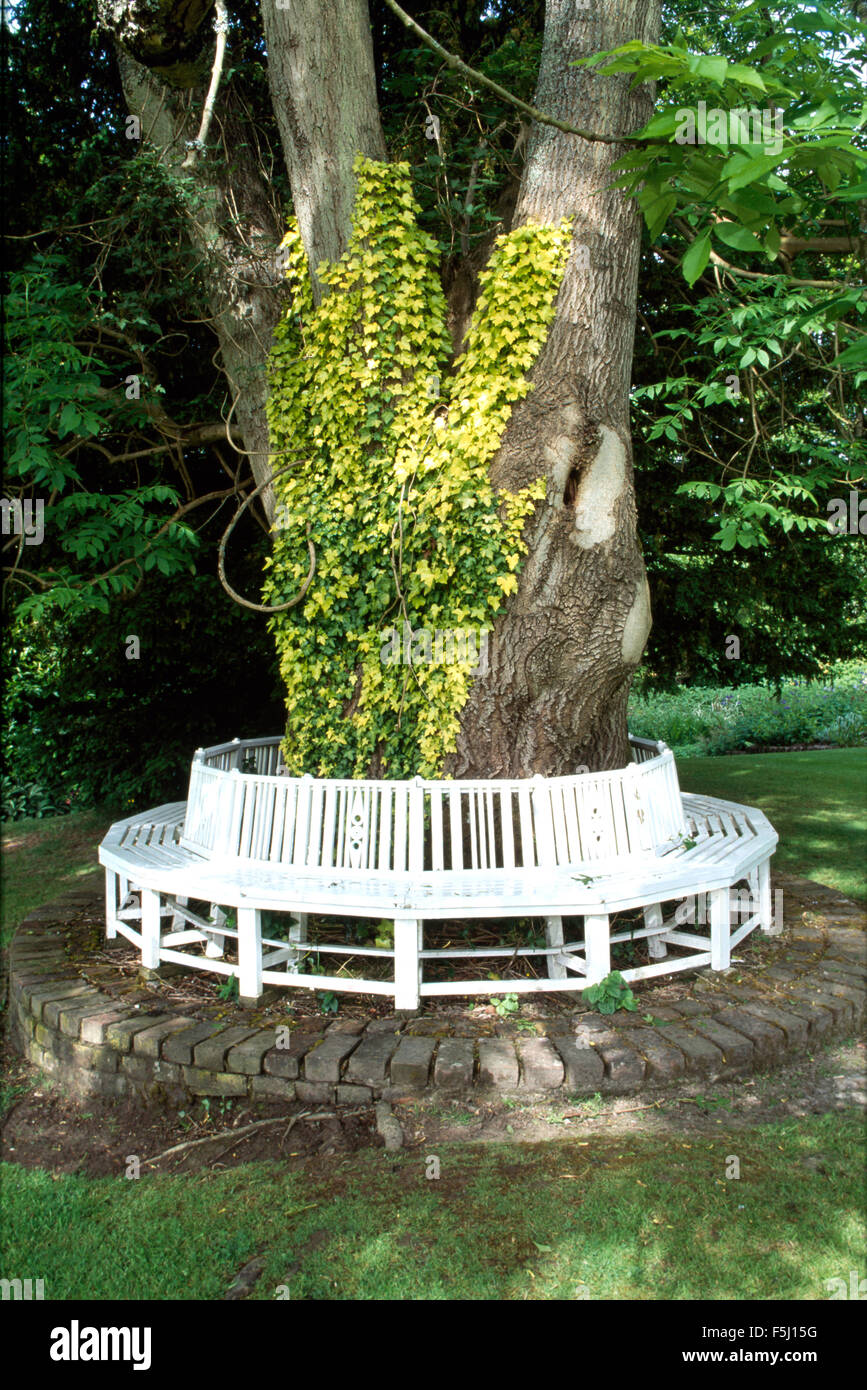 White wooden tree hi-res stock photography and images - Alamy