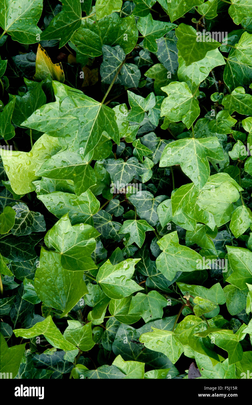 Ivy in spring hi-res stock photography and images - Alamy