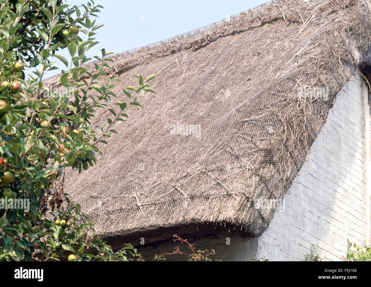 Close-up of a thatched roof Stock Photo - Alamy