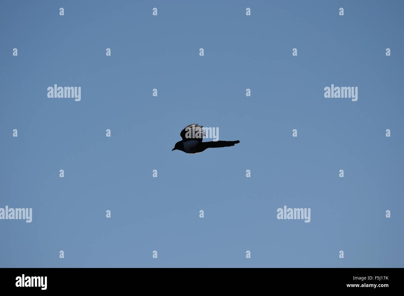 beautiful crow flying on blue sky Stock Photo - Alamy